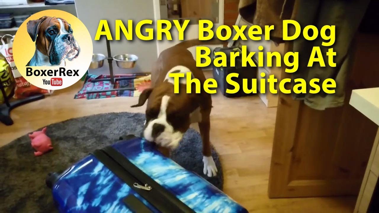 ANGRY Boxer Dog Barking At The Suitcase 😂😂 - YouTube