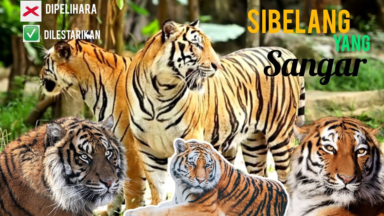 Cara HARIMAU Hidup di Alam liar|hewan,kucingbesar,satwaliar,fauna - YouTube