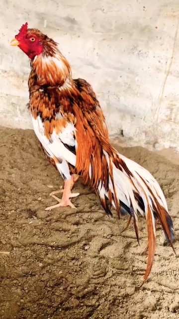 Pella lasani breed Murga #viral shorts #youtube #ytshorts #aseel #birds ...