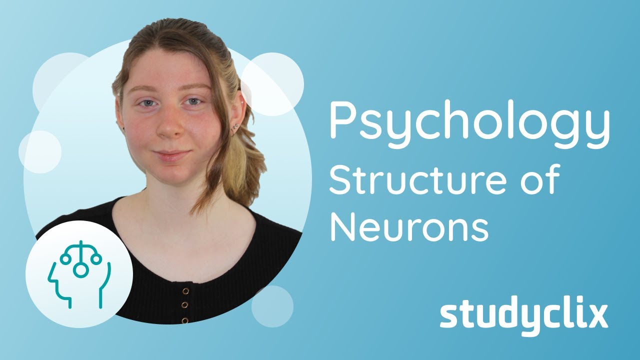 VCE Psychology: Structure of Neurons - YouTube
