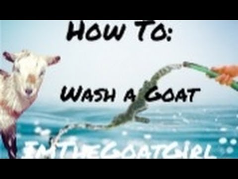 How To Wash Your Goat - YouTube