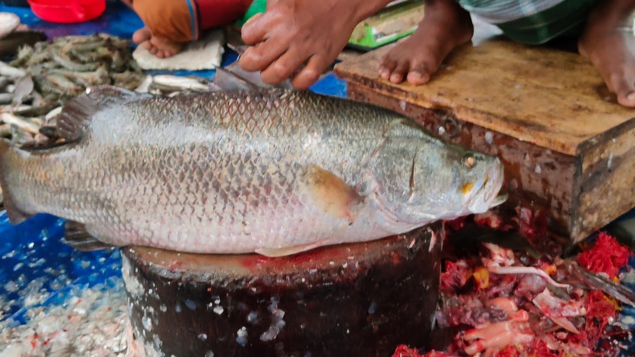 Fish Cutting I Beautiful Fish Cutting Style 4 Coral - YouTube