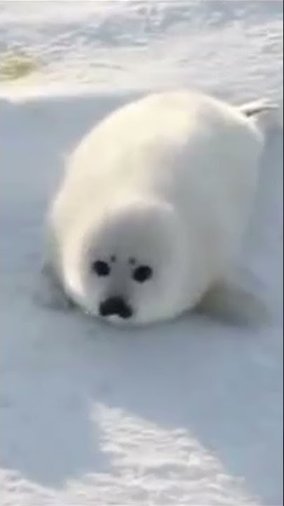 baby snow seal calling for her mum #shorts - YouTube