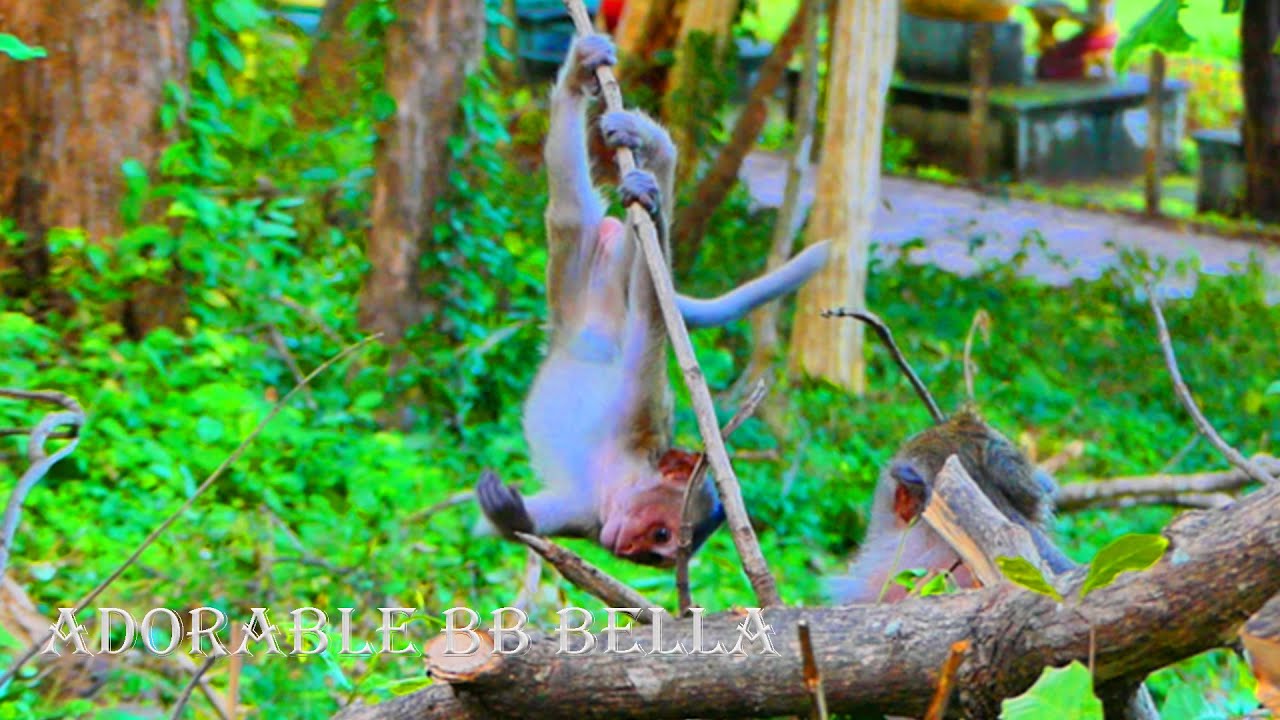 Cute BB Monkey Bella's follow up Pregnant Mom Berry, cos she wants take ...