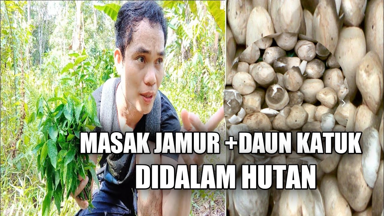 OLAHAN JAMUR MERANG DAN DAUN KATUK BIKIN LAHAP MAKAN@MARIBERBAGI21 ...