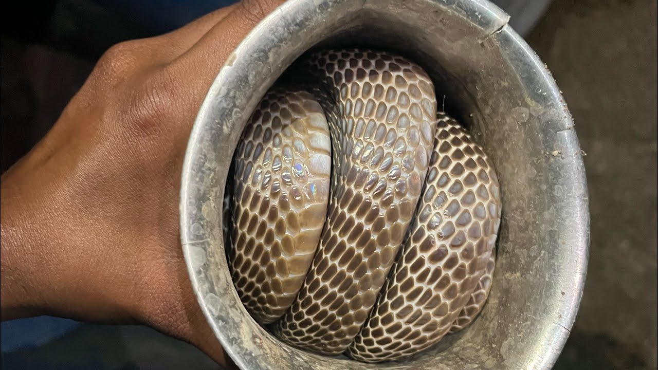 Snake call___ rescue AND release...#sarpmitra #wildlife #trending # ...