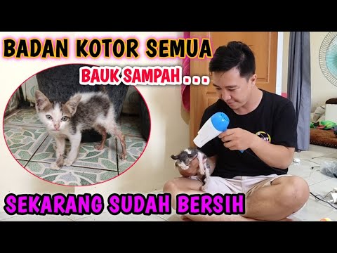 MEMANDIKAN KUCING YANG DIBUANG DI PASAR , BADAN NYA BUSUK DAN KOTOR !!