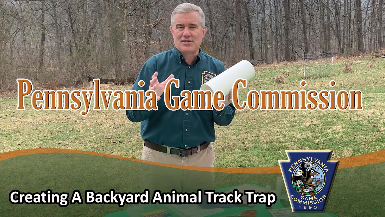 Creating A Backyard Animal Track Trap With Household Items - YouTube