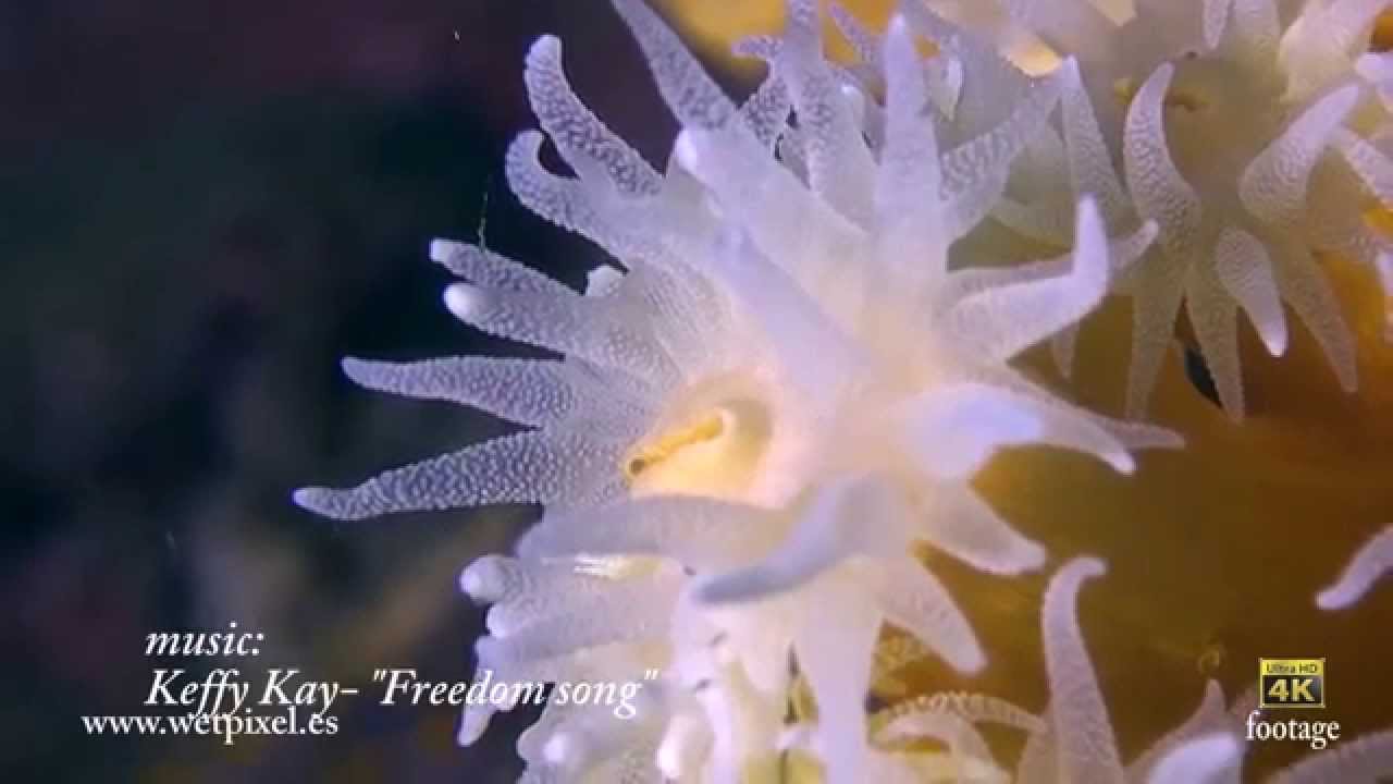 MARINA 5 MACRO GATES AX 1004K-SONY AX 100 4K XAVC INTRA 100 25p - YouTube