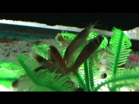 African Vampire Shrimp