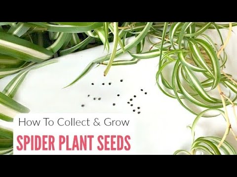 Collect spider plant seeds - YouTube