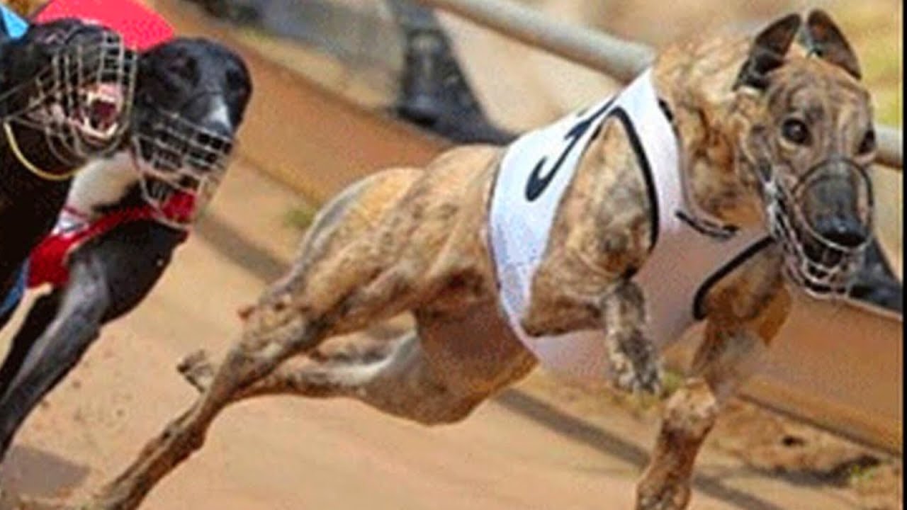 Speedy Dogs vs. Obstacles: The Running Challenge" - YouTube