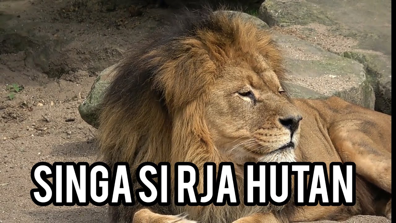 Fakta menarik singa, Si raja hutan. - YouTube
