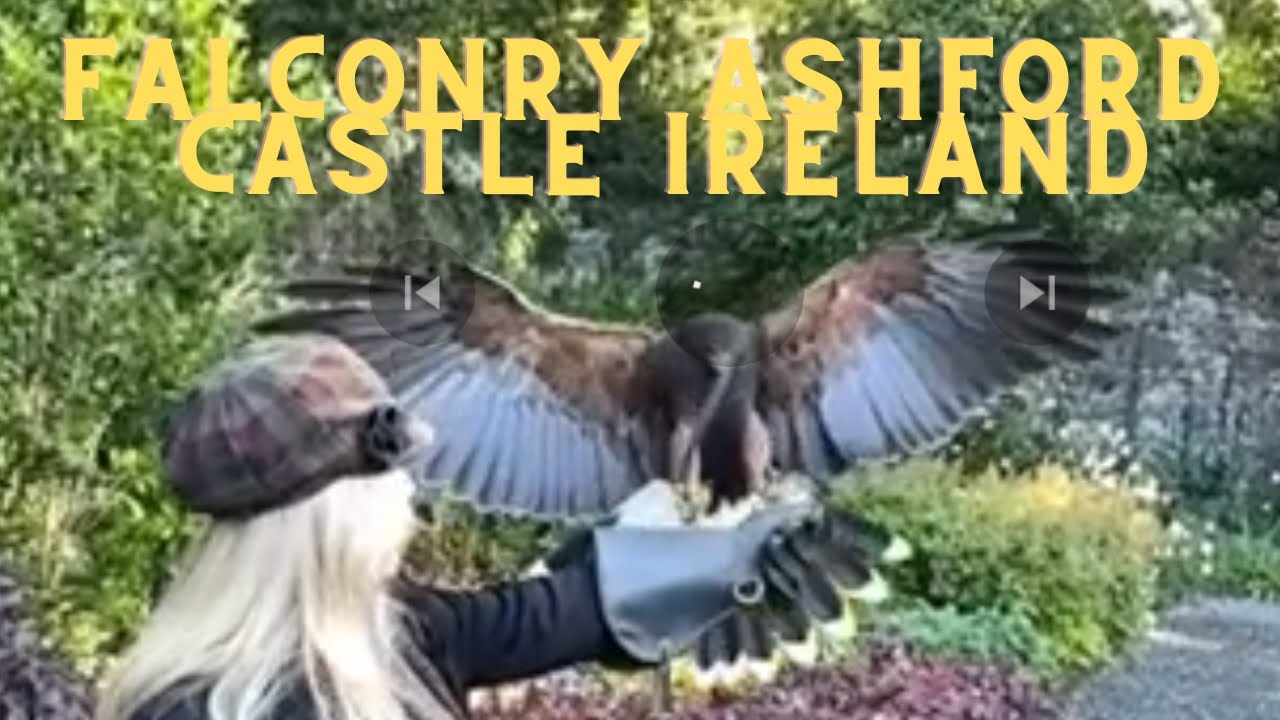 Experience the Thrilling Falconry Hawk Walk at Ashford Castle - YouTube