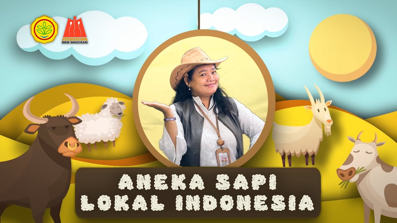 BBIB Singosari - Aneka Sapi Lokal Indonesia - YouTube
