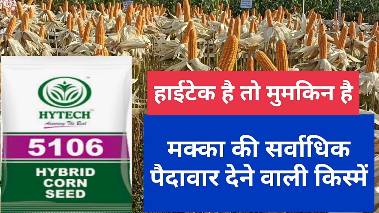 HYTECH 5106 maize seed # मक्का की सर्वाधिक पैदावार देने वाली किस्में ...