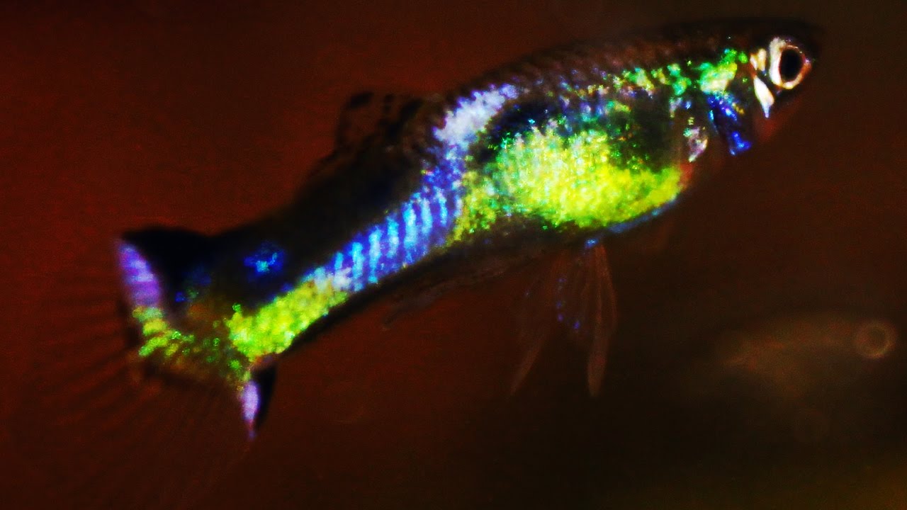 Green & Purple Endler - Rare variety (NEW) ᴴᴰ - YouTube