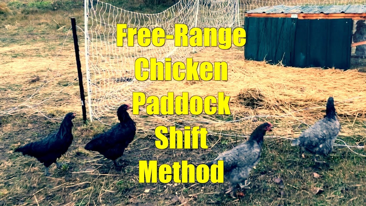 Free-Range Chicken Paddock Shift Method - YouTube