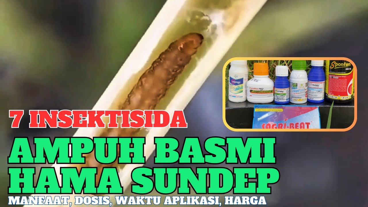 7 insektisida sistemik obat sundep ampuh mengandalikan hama penggerek ...