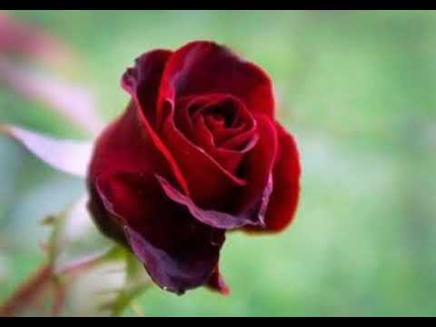 Mustafa Ceceli - SEVDİM SENİ MABUDUMA