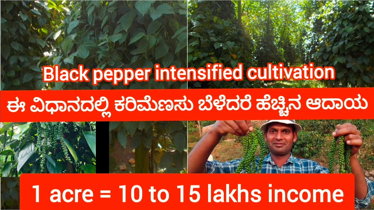ಹೆಚ್ಚಿನ ಸಾಂದ್ರತೆಯ ಕಡಿಮೆ ವೆಚ್ಚದ ಕರಿಮೆಣಸು ಕೃಷಿಯಿಂದ ಉತ್ತಮ ಆದಾಯ | High ...