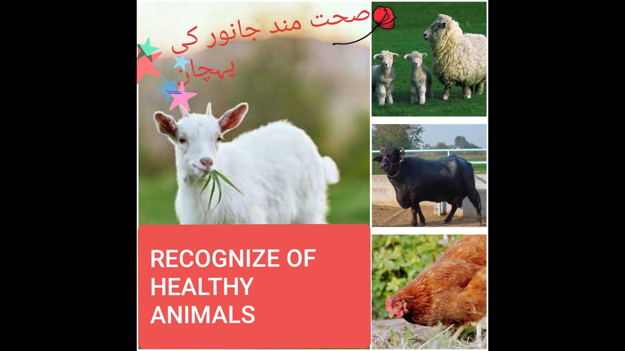 RECOGNIZE OF HEALTHY ANIMAL|HEALTHY COW|HEN BODY TEMP.|SHEEP BREATHE ...