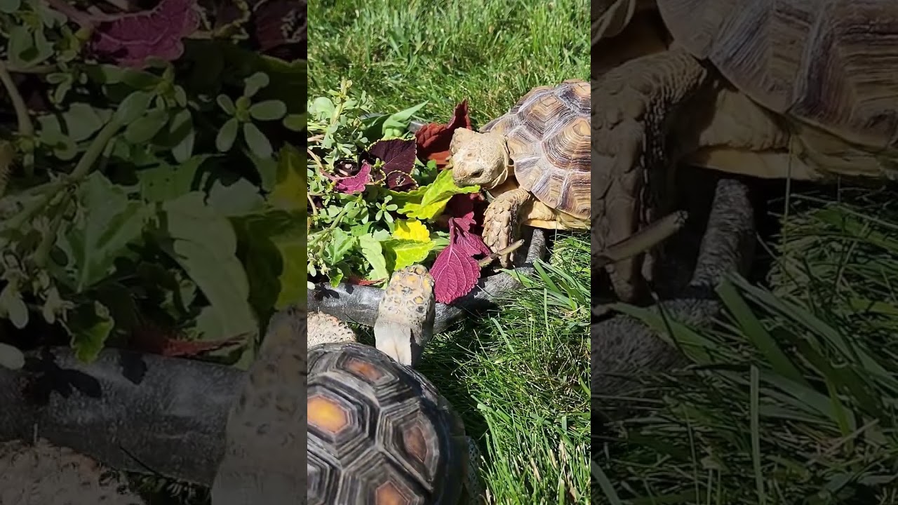 It's Tortoise Time! Watch my sulcata tortoise and red-footed tortoise get fed today's harvest ...