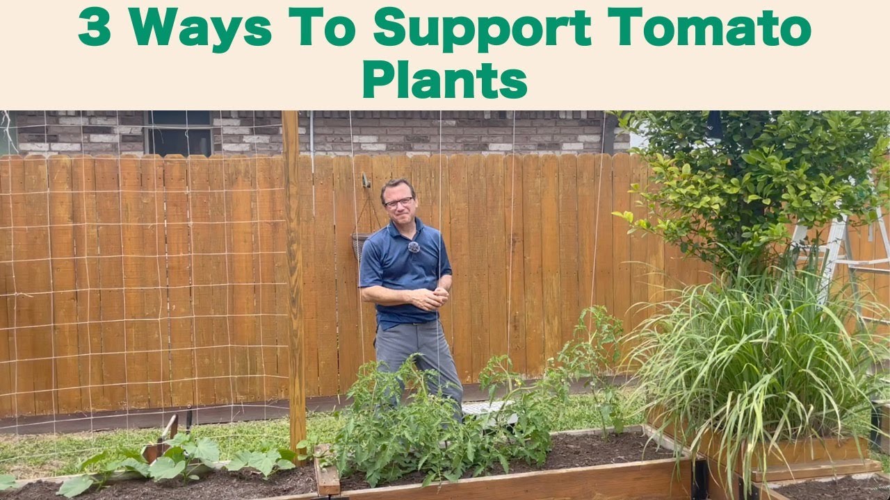 3 Ways to Support Tomato Plants - YouTube