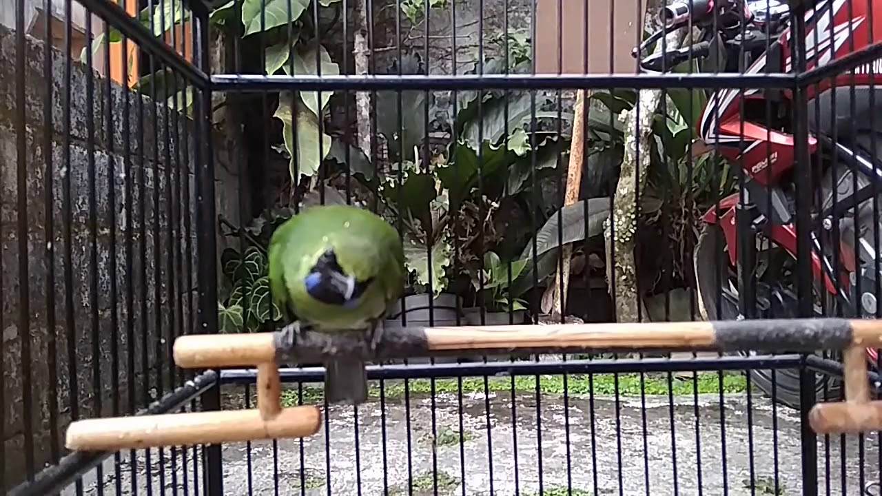 Cucak ijo mini ngentrok - YouTube