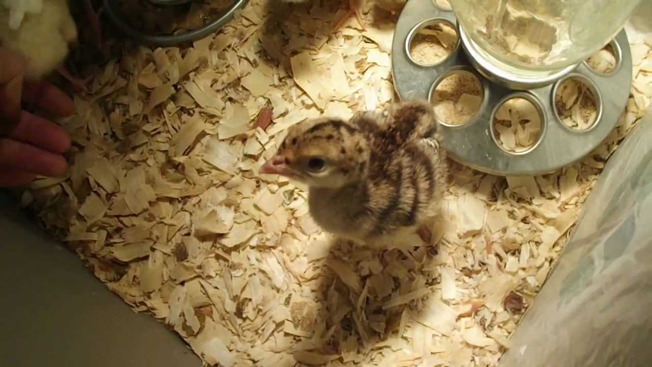 3 day old turkey poult strutting - YouTube