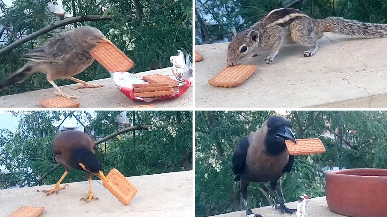 Birds and squirrel eats Biscuits / Birds eating biscuits / Birds food ...