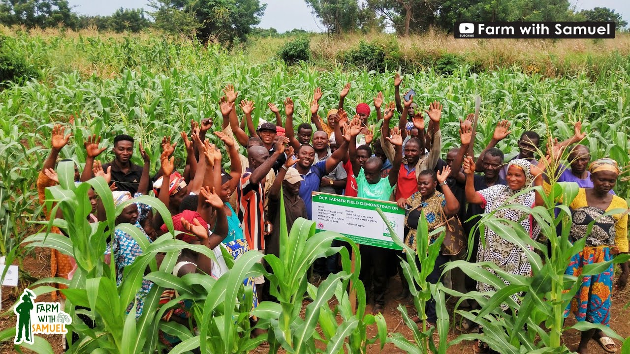 OCP/CSIR-CRI/Department of Agriculture, Agogo Maize Demonstration Field ...