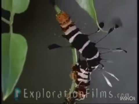 Baby Einstein Stock Footage - Caterpillar