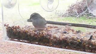 window bird feeder one way mirror - Woodworking Challenge
