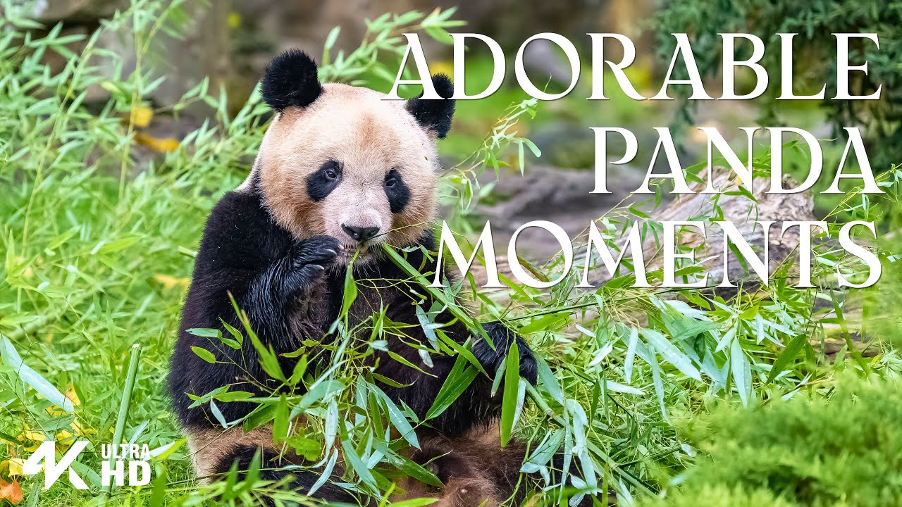 Cute Panda Moments in 4K | Relaxing and Adorable Pandas in Action - YouTube