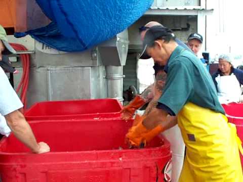 AJ Salmon Offload - YouTube