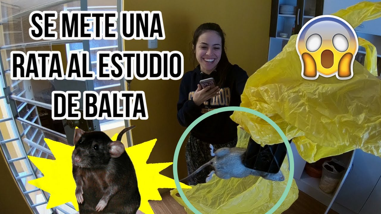 RATA SE METE A ESTUDIO DE BALTA (VÍDEO VIRAL) | JOSE BALTA - YouTube