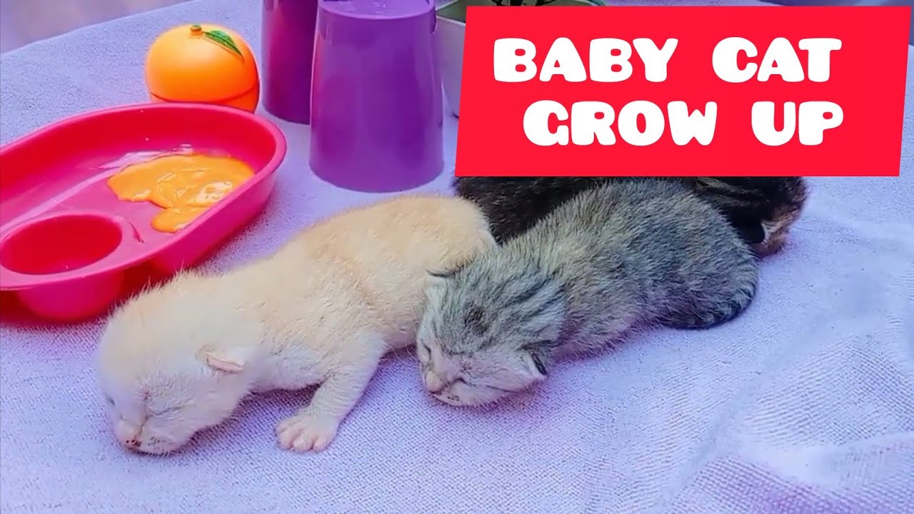 Baby Cats Grow Up Learning Walk Videos Compilation #cat #trending - YouTube