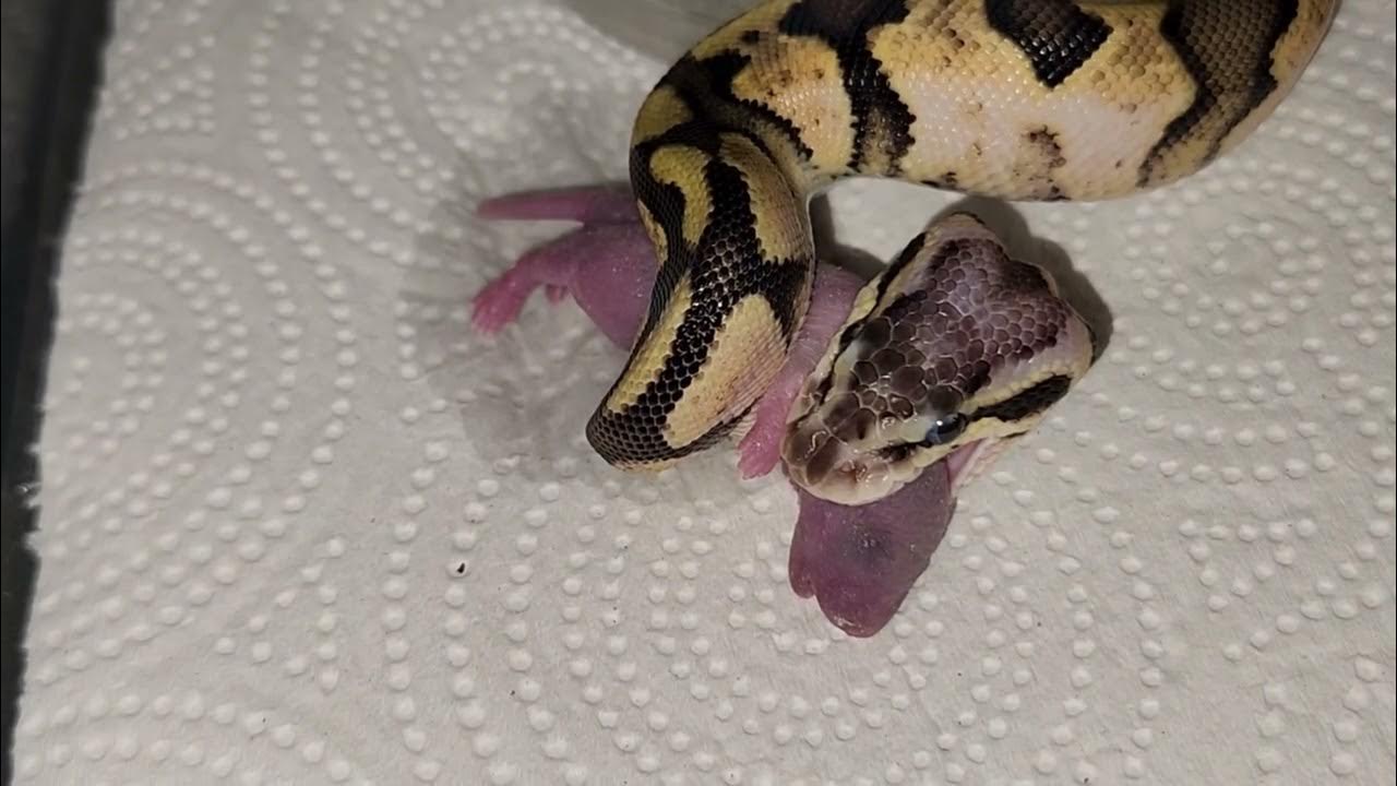 Insane Ball Python Crushes A Pink Rat - Warning Live Feeding - YouTube