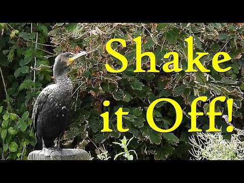 Shake it Off! Great Cormorant shakes off water (animal shaking off ...