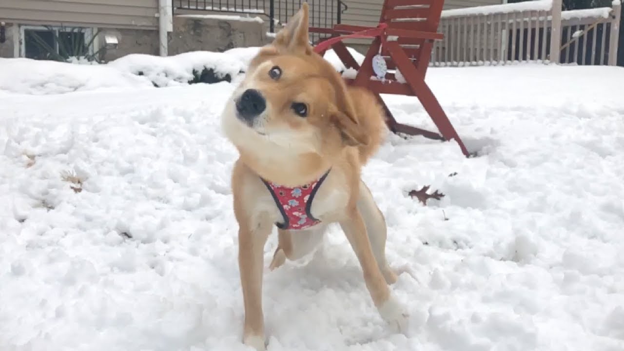 Slow Motion Dog Snow Shake Off. - YouTube