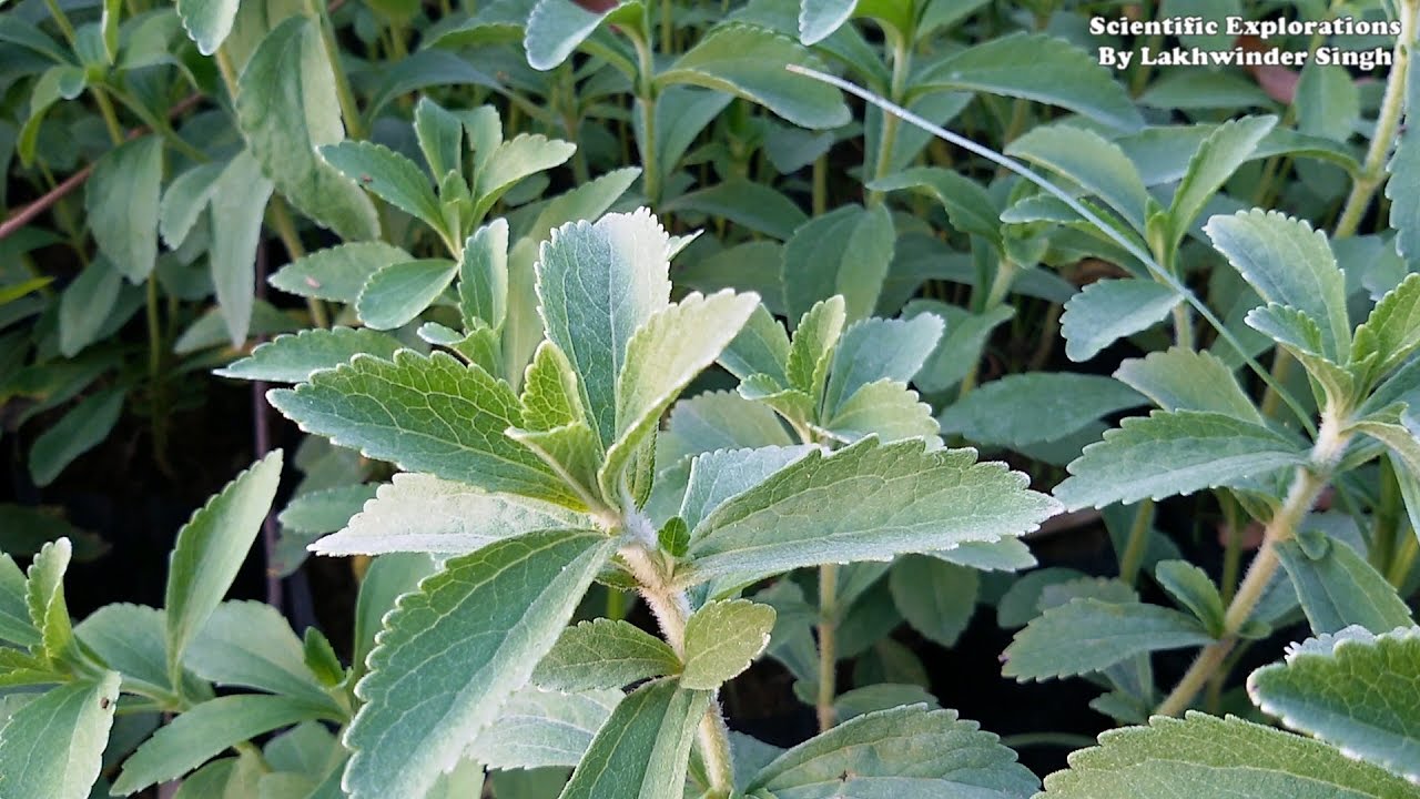 Natural sweet plant but no sugar - make life sweet again. - YouTube