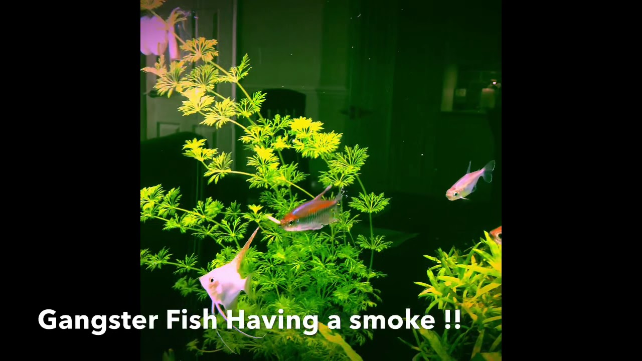 Gangster Fish!! - YouTube