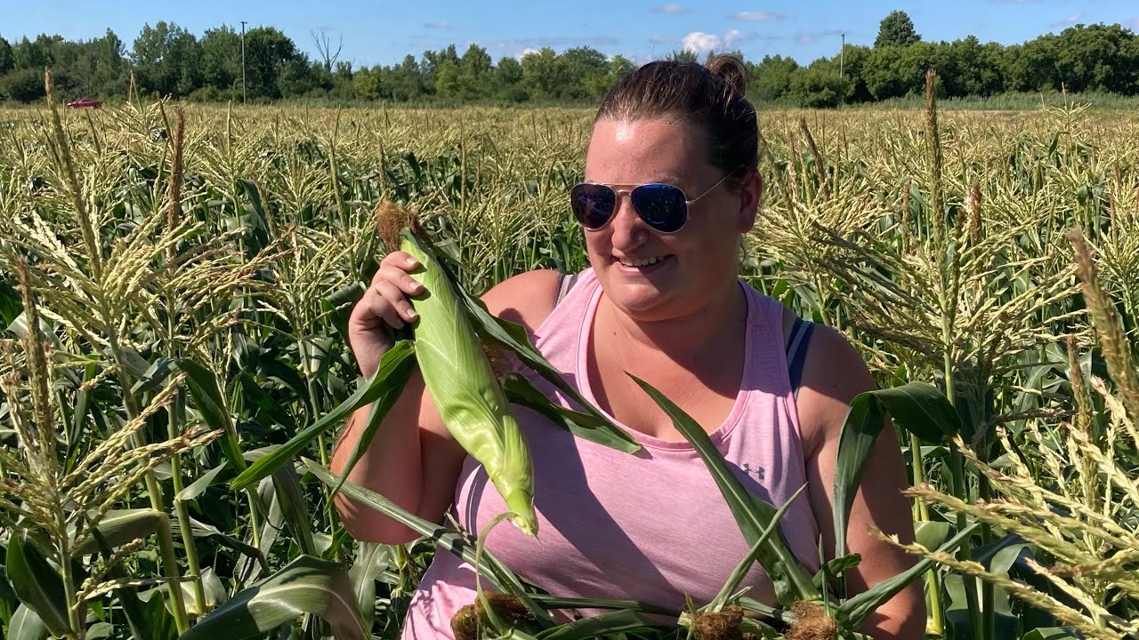 Putting up sweet corn for the winter - YouTube