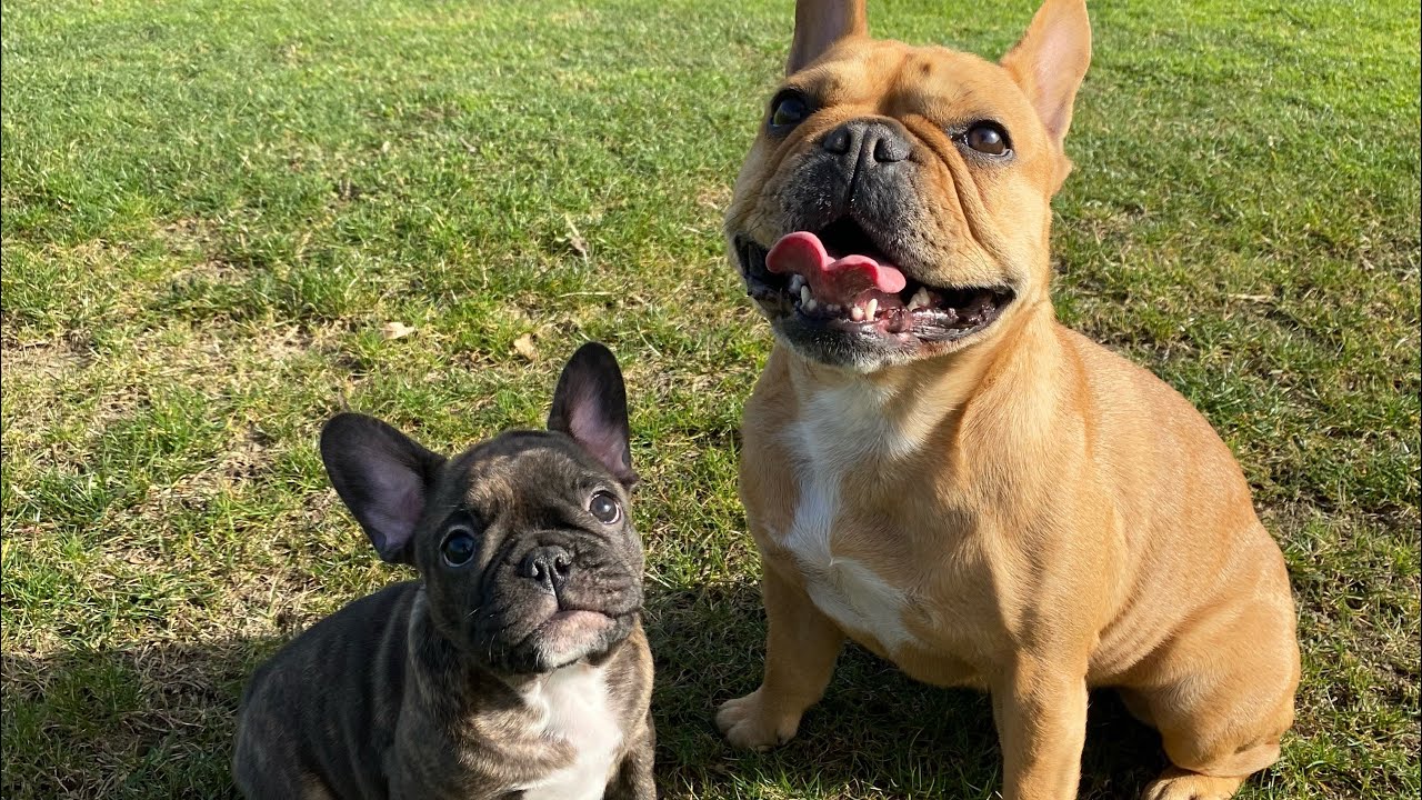 Playing Together / Puppy and Adult Frenchies - YouTube