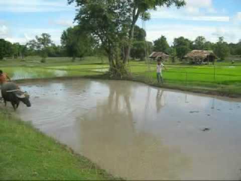 Plowing the rice fields with water buffalo in Laos - YouTube