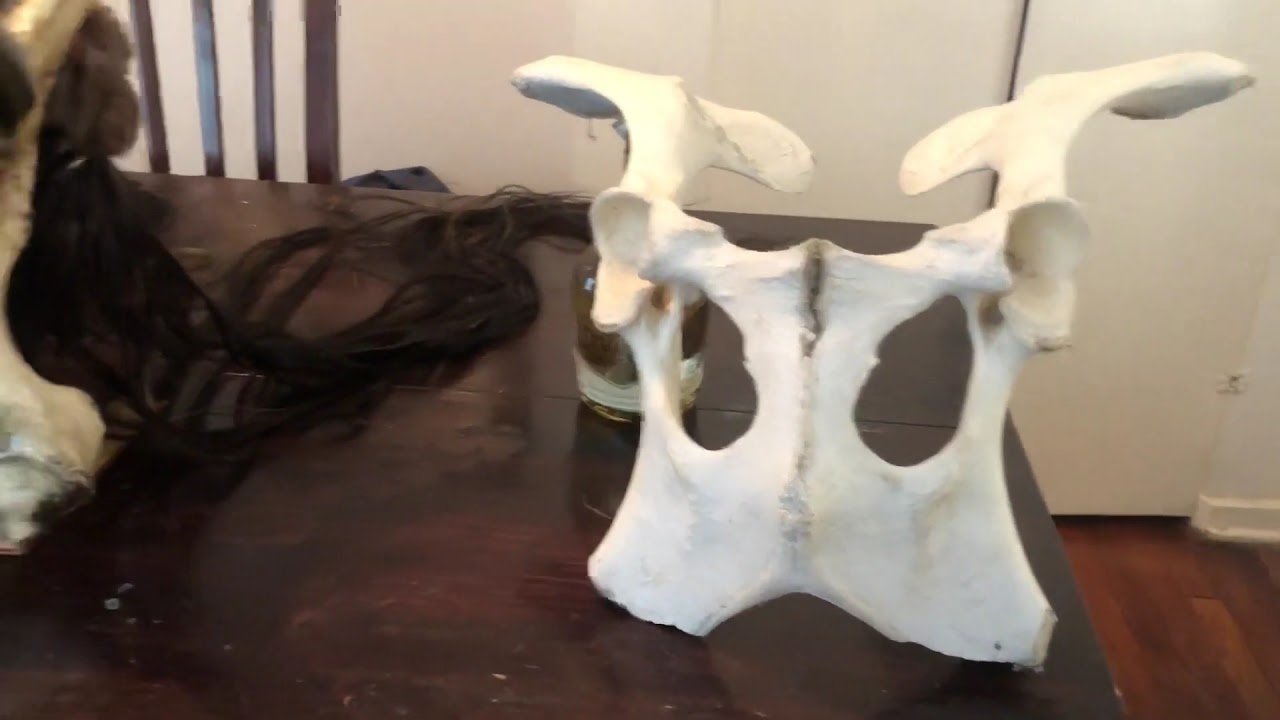 Cow Pelvis Bone Mask - YouTube