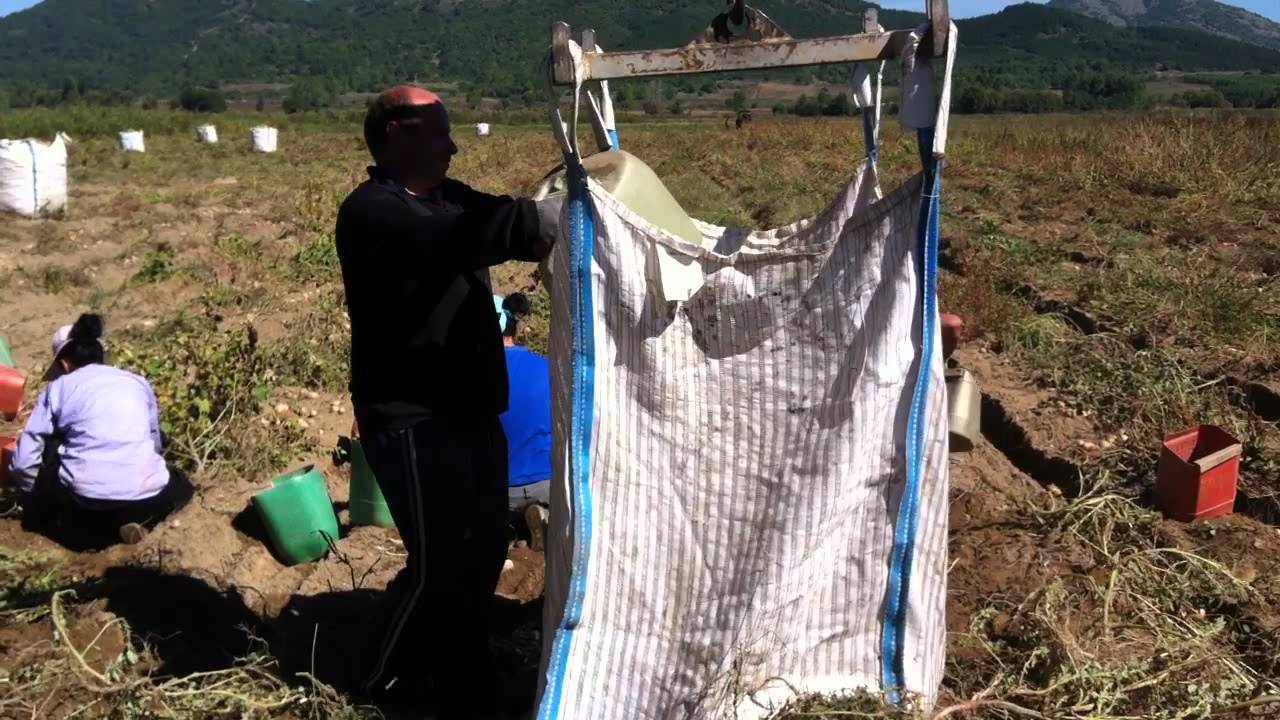 Πατατες Δασωτου απο τον καμπο Κατω Νευροκοπιου 5 - YouTube