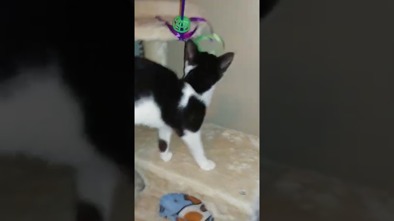 Rascal playing on 8 4 2021 - YouTube