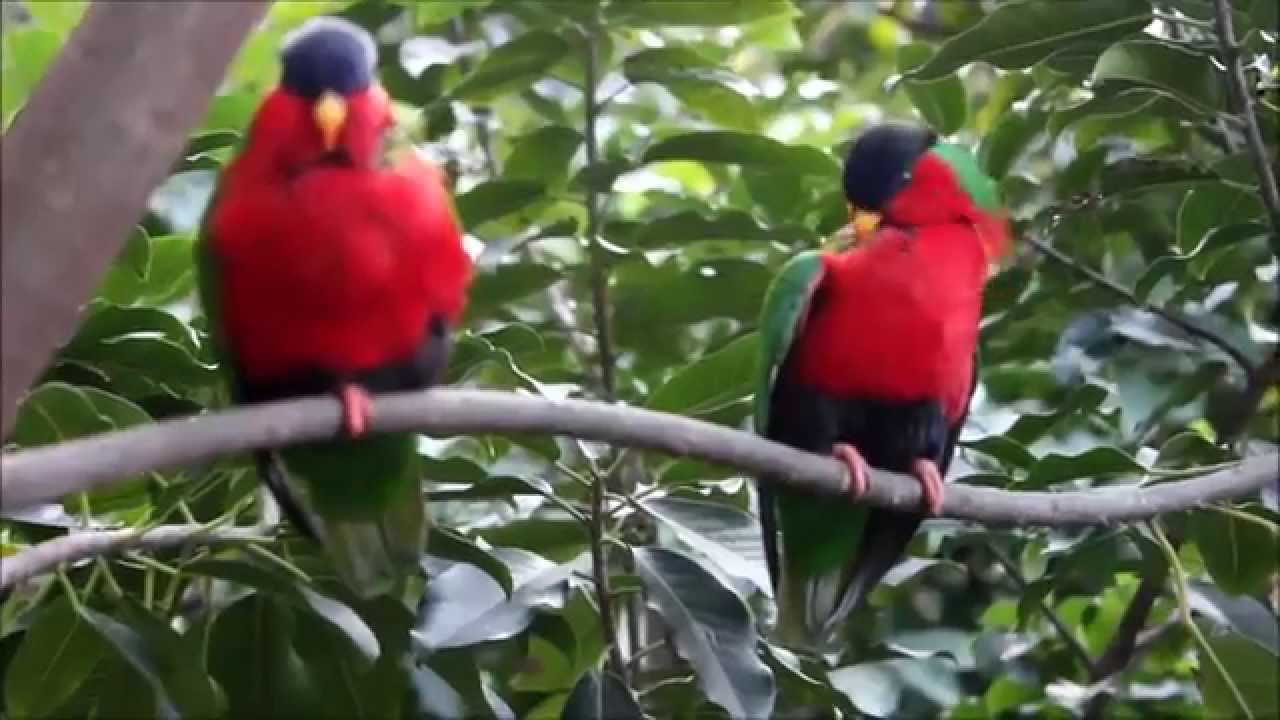 "Collared Lory" Birds of the "Fiji Islands" - YouTube